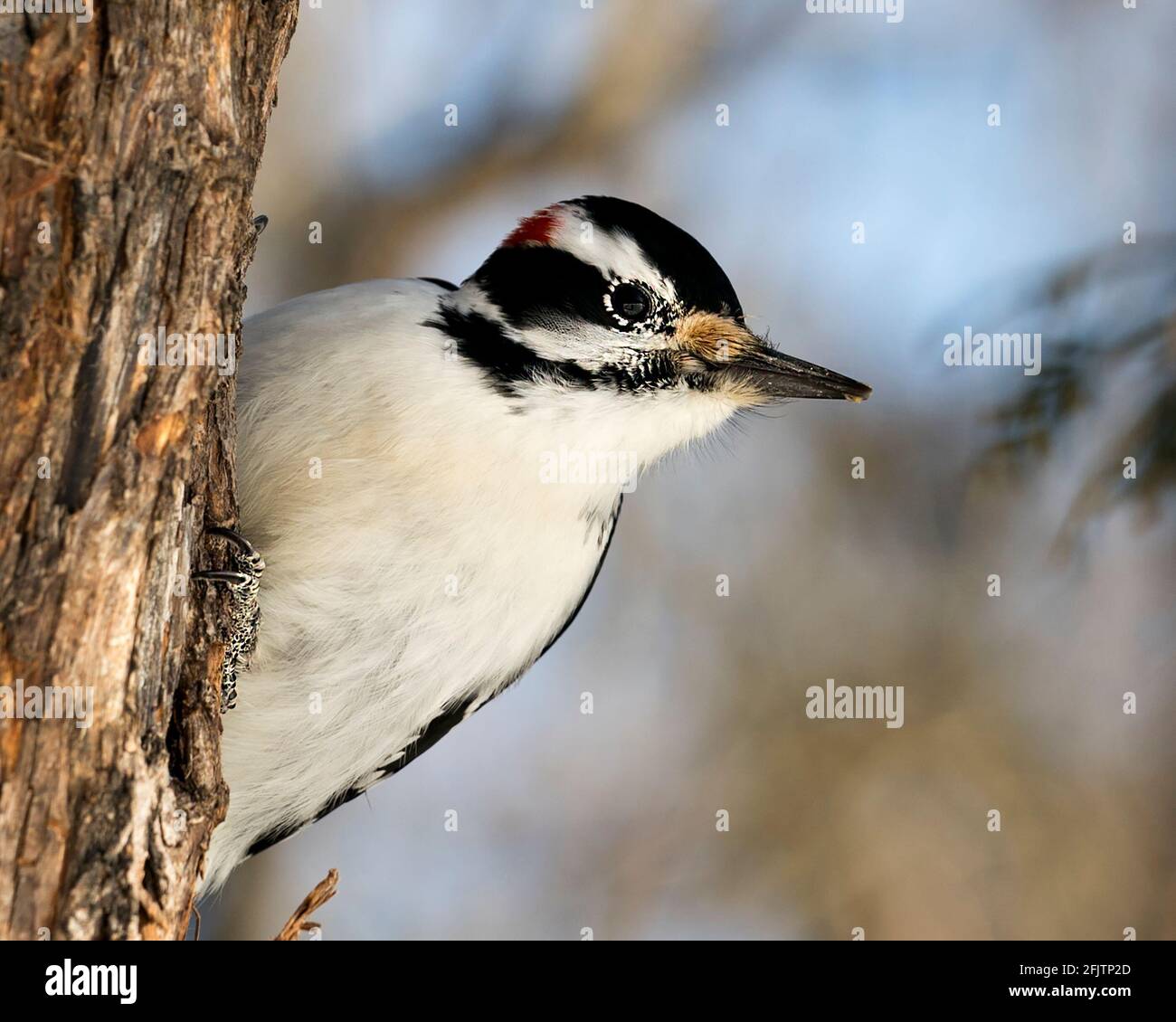 Woodpecker head shot close-up profile view climbing tree trunk and ...