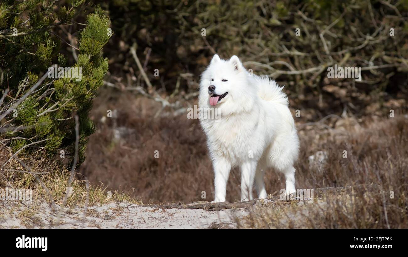 samoyed dog standing in the forest Stock Photo - Alamy
