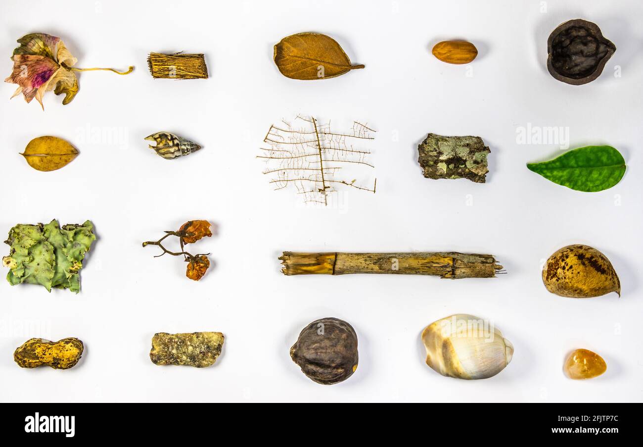 Top view of leaves and dry objects isolated on a white background Stock ...
