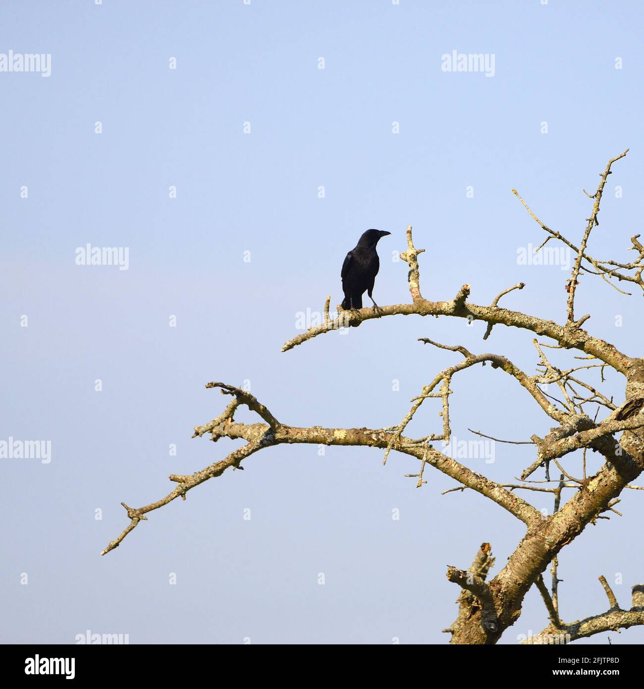 Crow and tree hi-res stock photography and images - Alamy