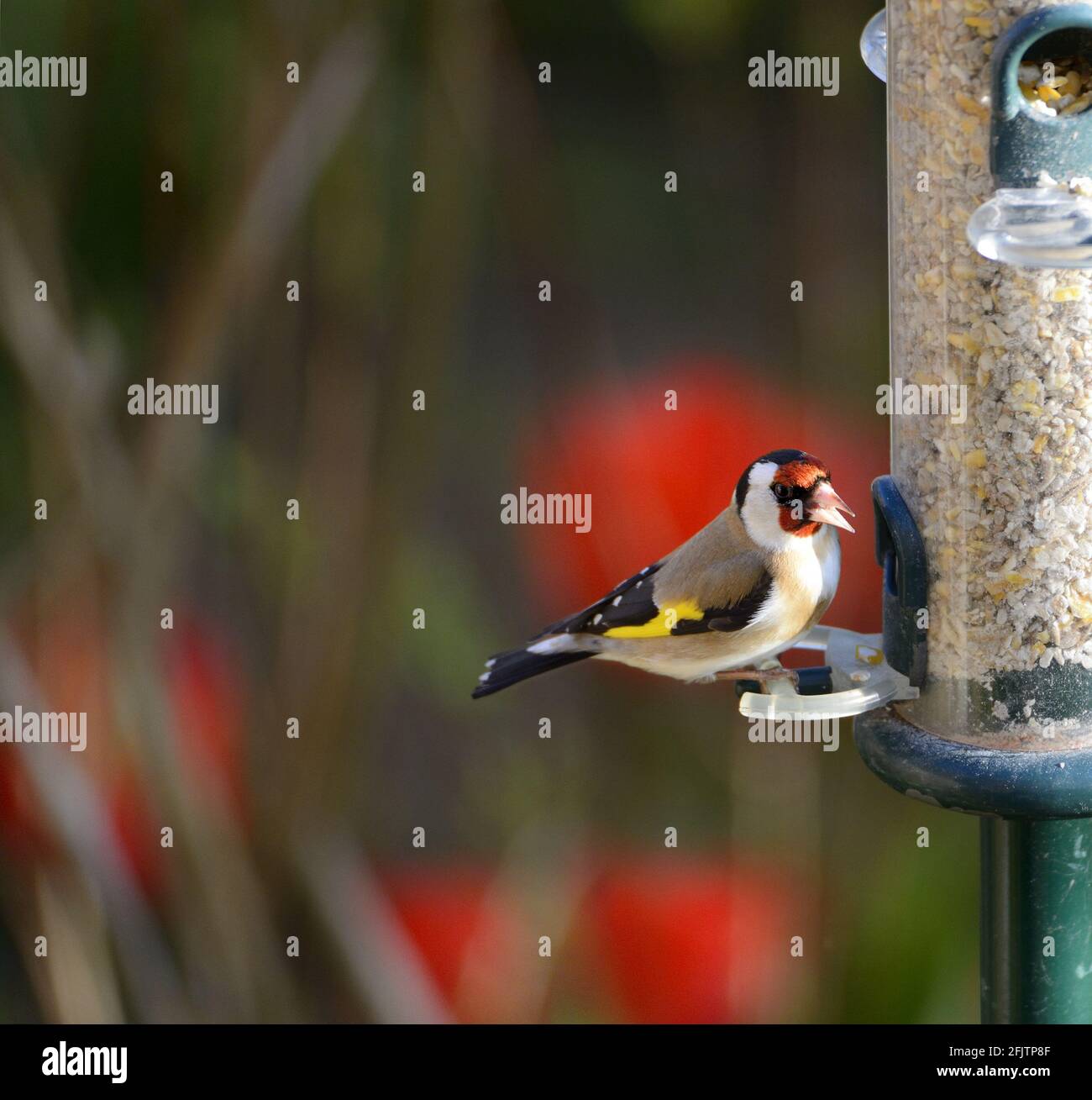 Goldfinch with copyspace hi-res stock photography and images - Alamy