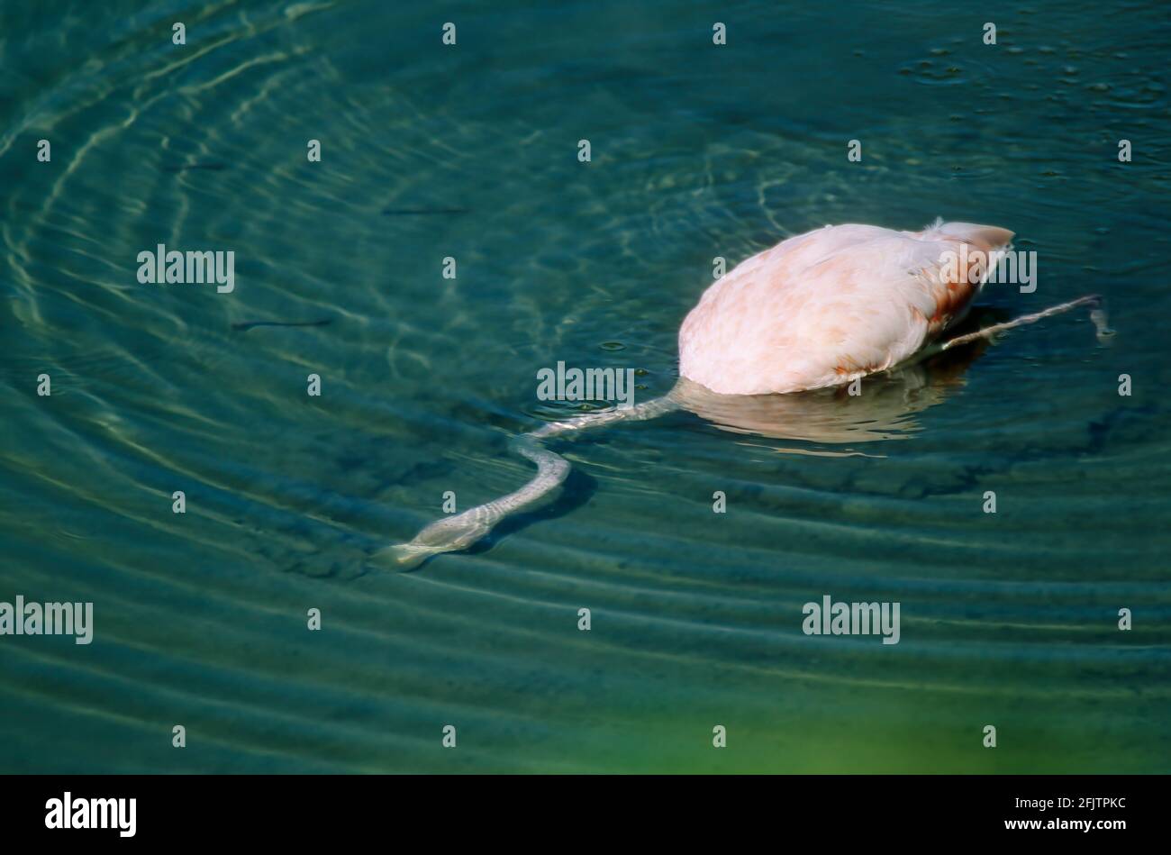 American flamingo underwater hi-res stock photography and images - Alamy