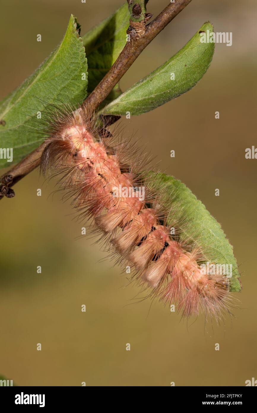 Rote raupe hi-res stock photography and images - Alamy