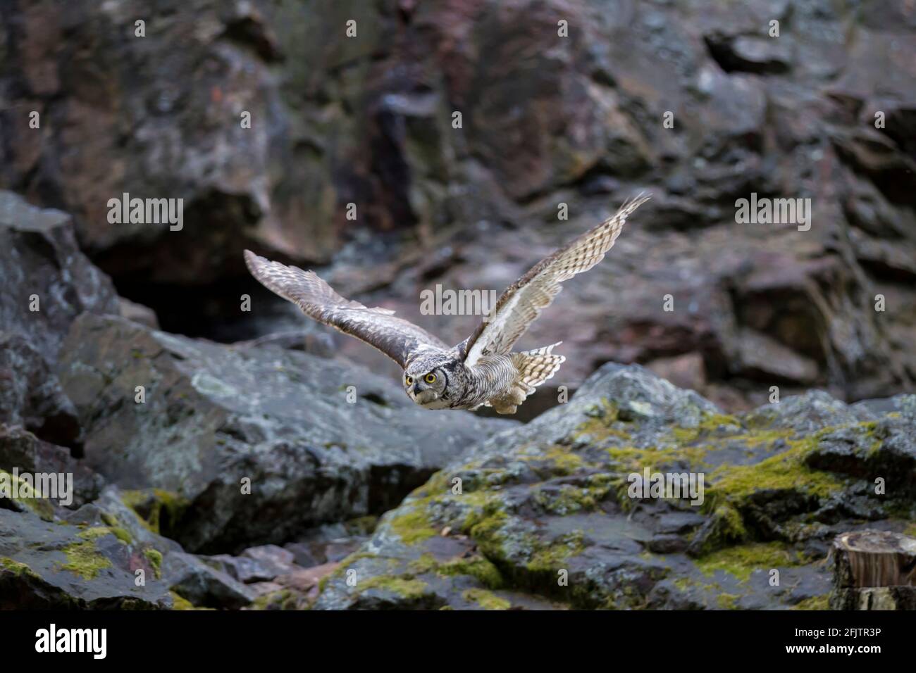 Virginia-Uhu, Bubo virginianus, great horned owl Stock Photo - Alamy