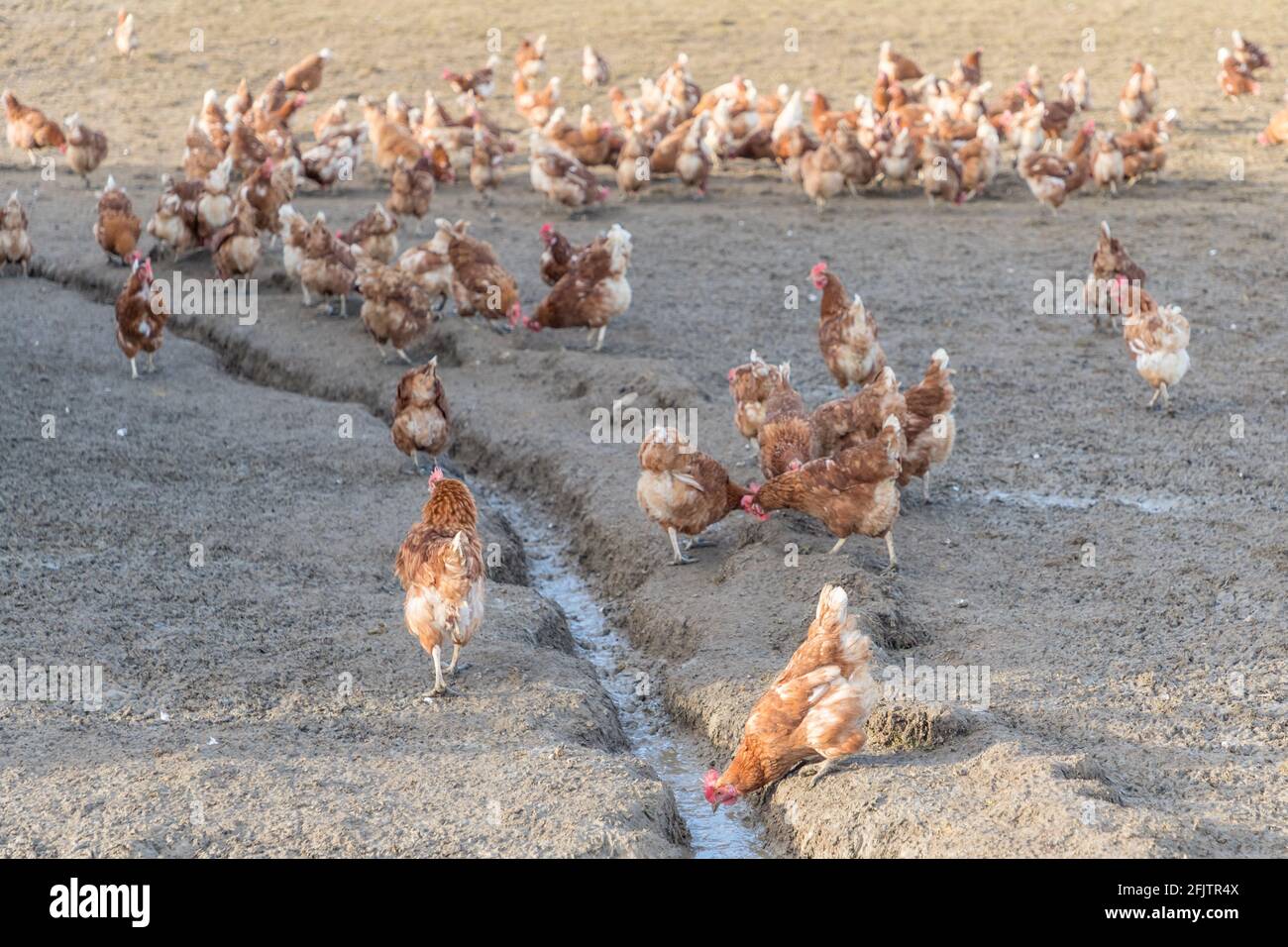 Puddle farmyard mud farm hi-res stock photography and images - Alamy
