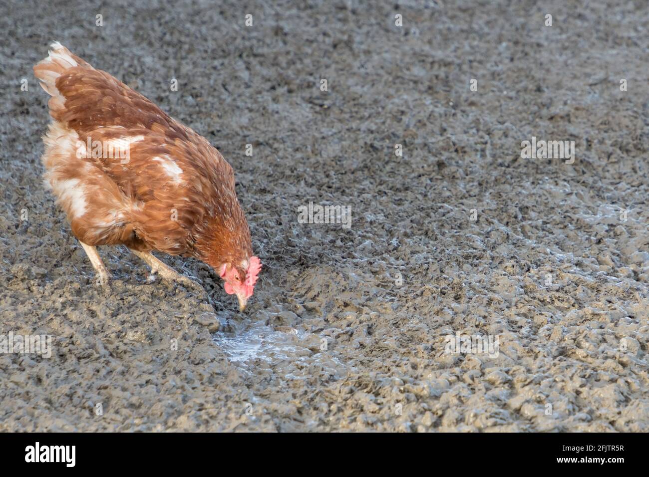 Poultry farm chickens drinking water hi-res stock photography and ...