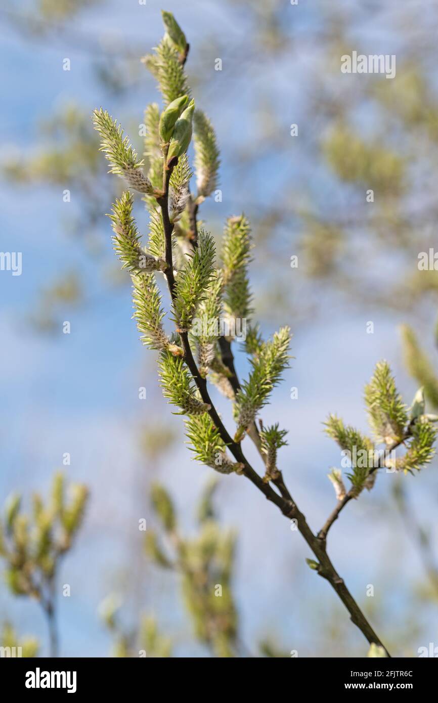 Female flowers of the common willow, Salix caprea Stock Photo - Alamy