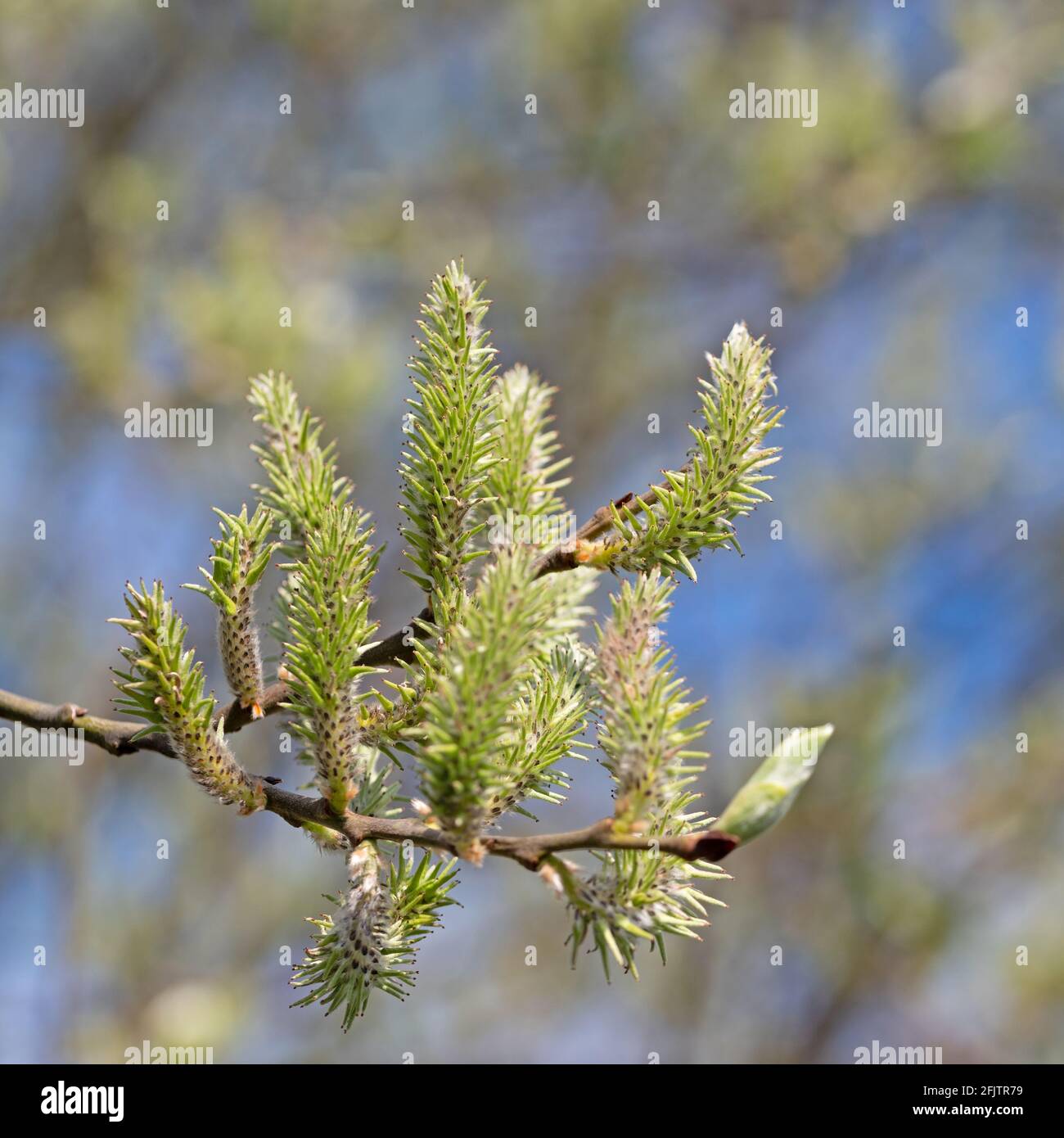 Female flowers of the common willow, Salix caprea Stock Photo - Alamy