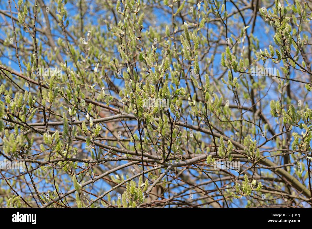 Female flowers of the common willow, Salix caprea Stock Photo - Alamy