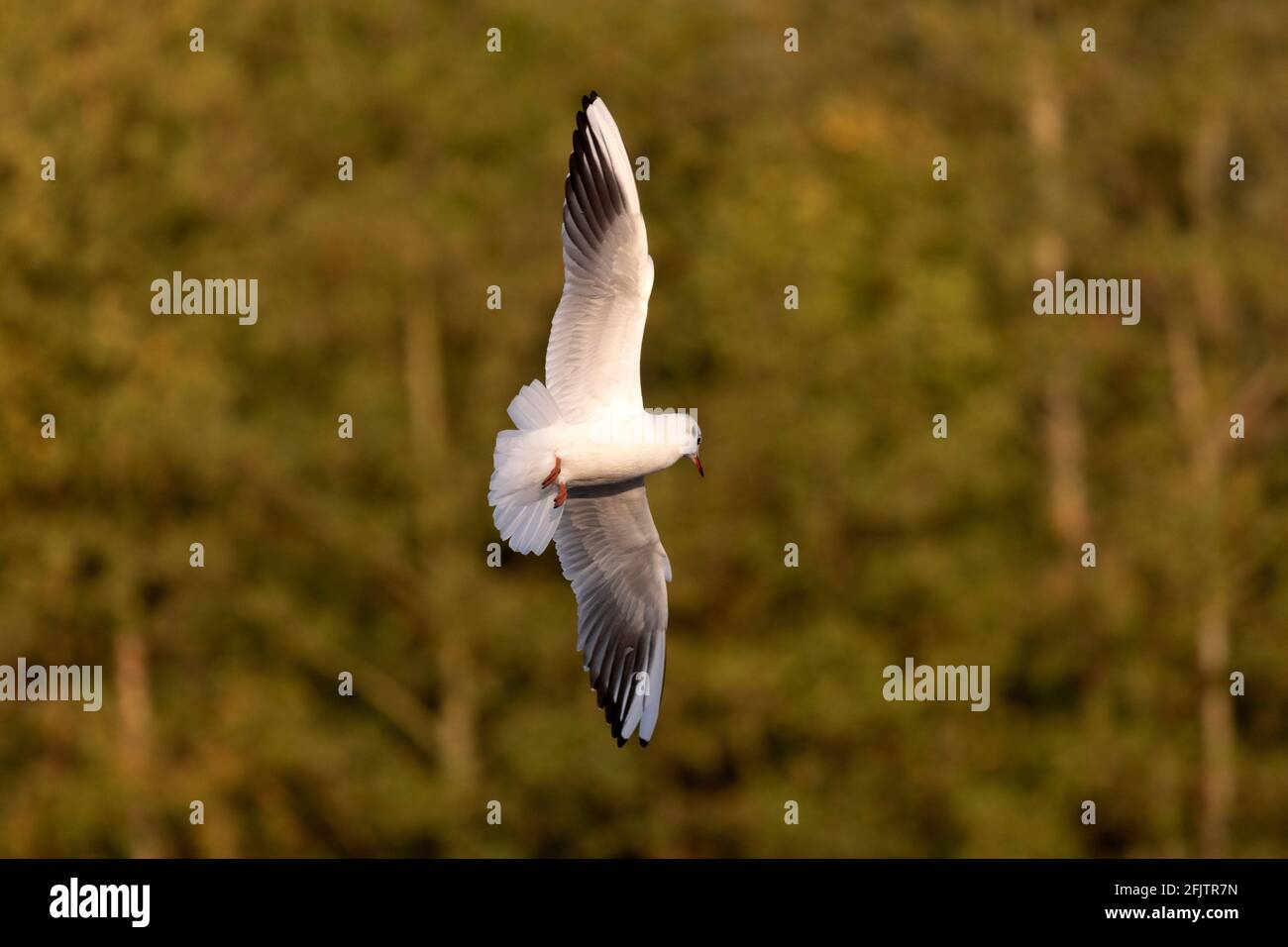 Urban seabird hi-res stock photography and images - Alamy