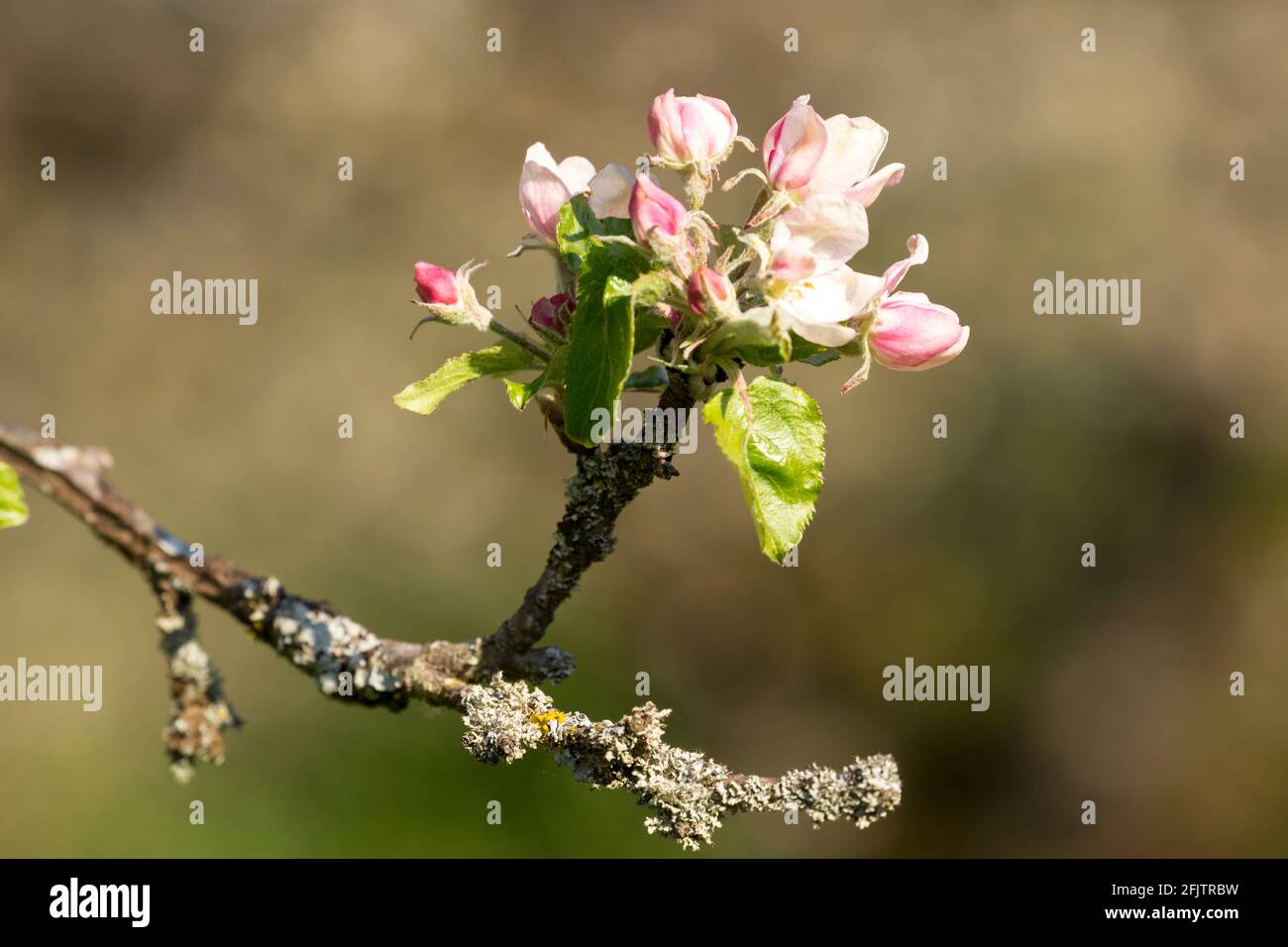 Life cycle of apple tree hi-res stock photography and images - Alamy