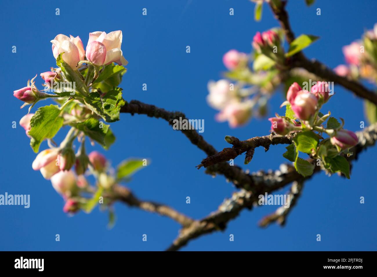 Apple tree life cycle hi-res stock photography and images - Alamy
