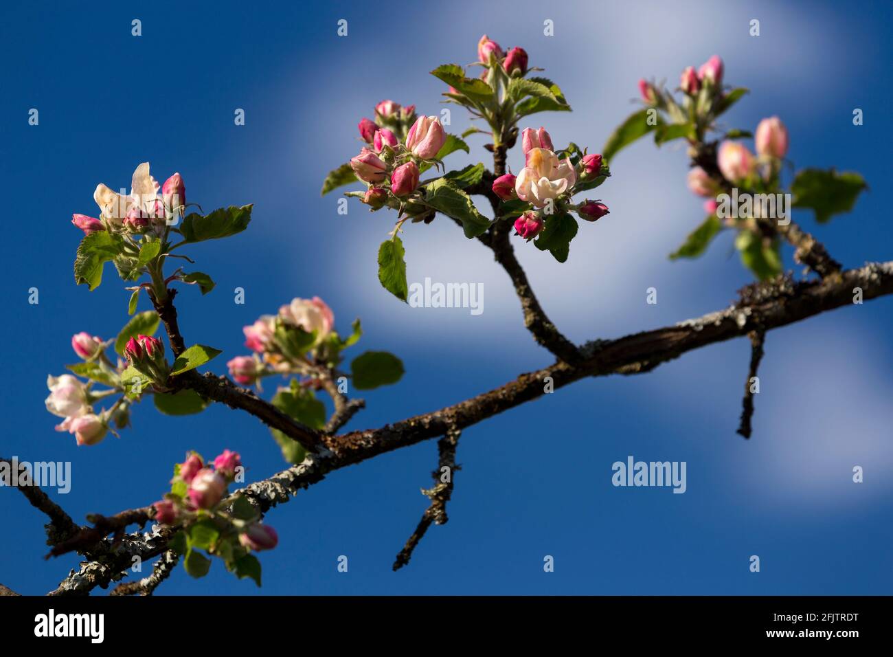 Life cycle of apple tree hi-res stock photography and images - Alamy