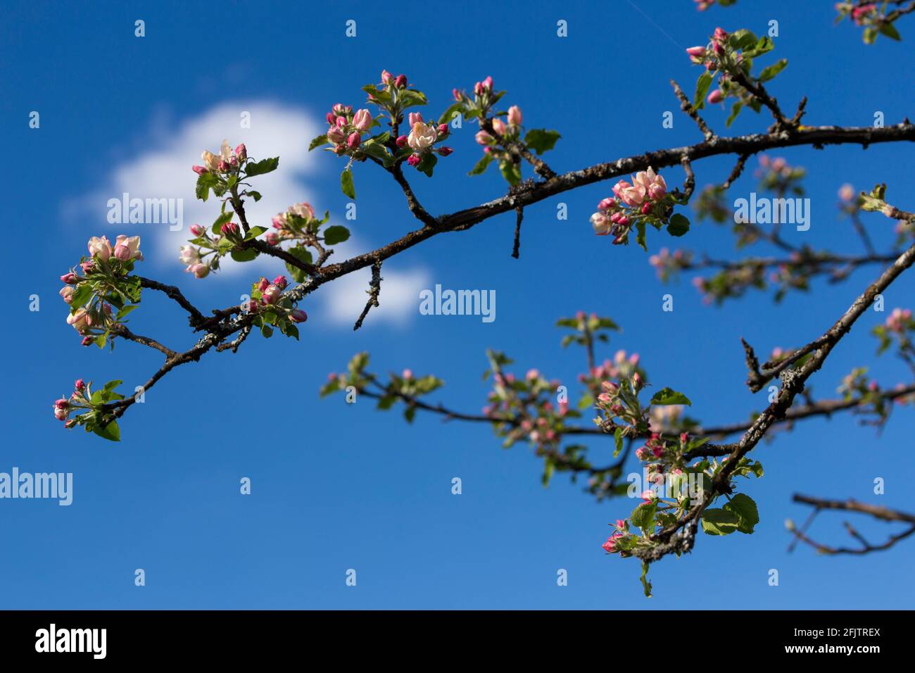 Life cycle of apple tree hi-res stock photography and images - Alamy