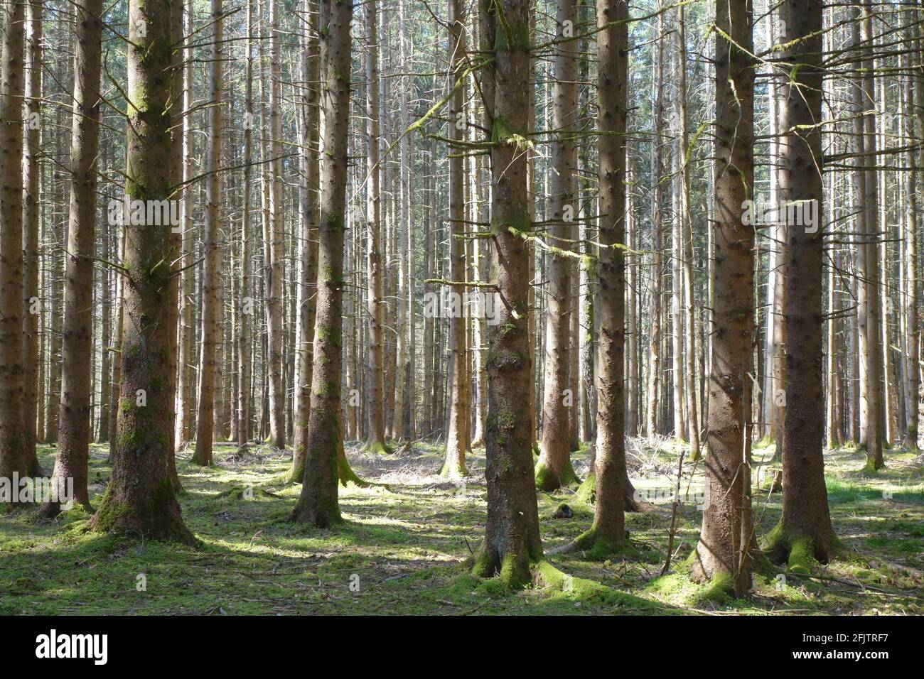 Beautiful background of tree trunks with moss on the ground Stock Photo ...