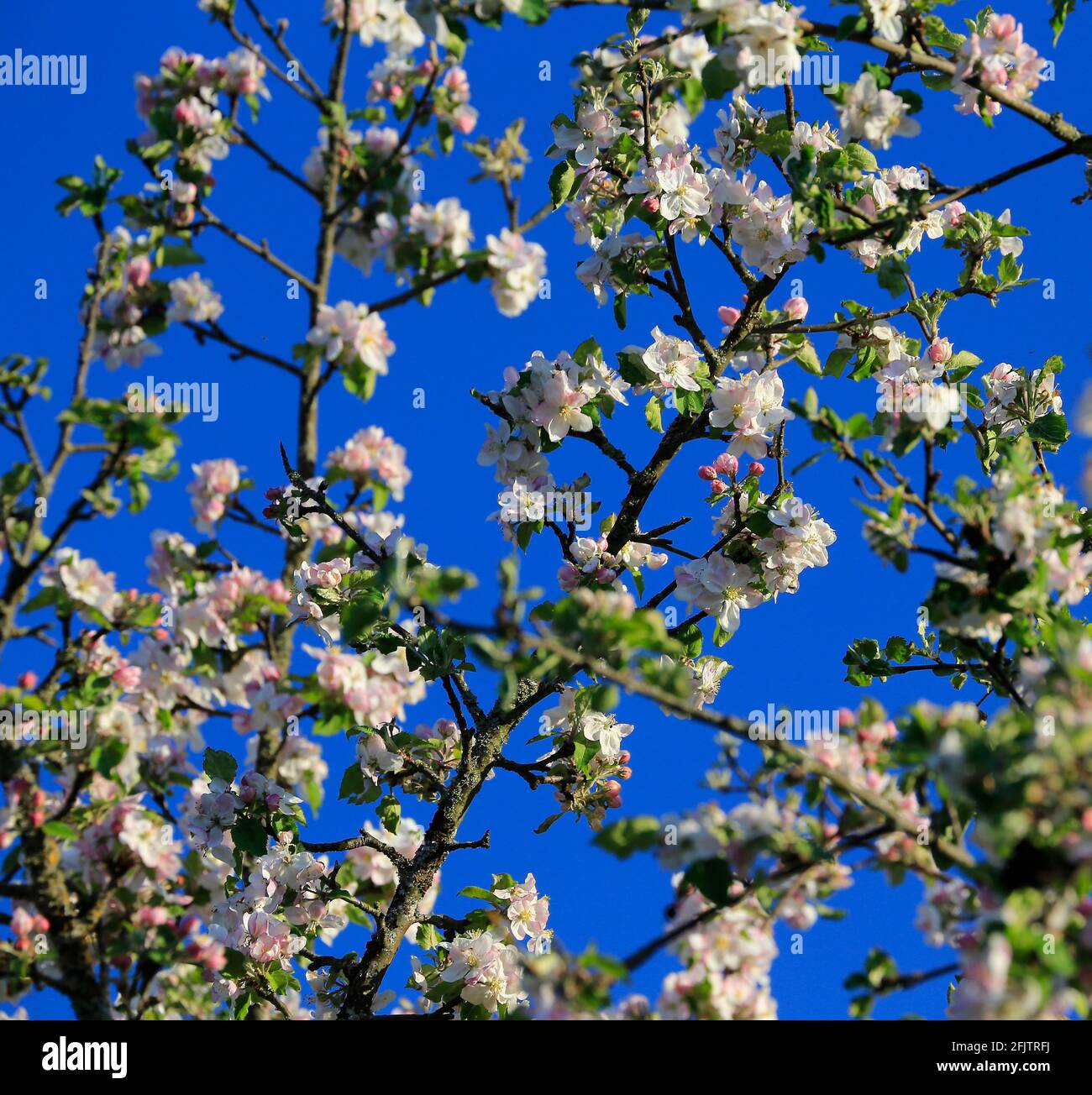 Life cycle of apple tree hi-res stock photography and images - Alamy