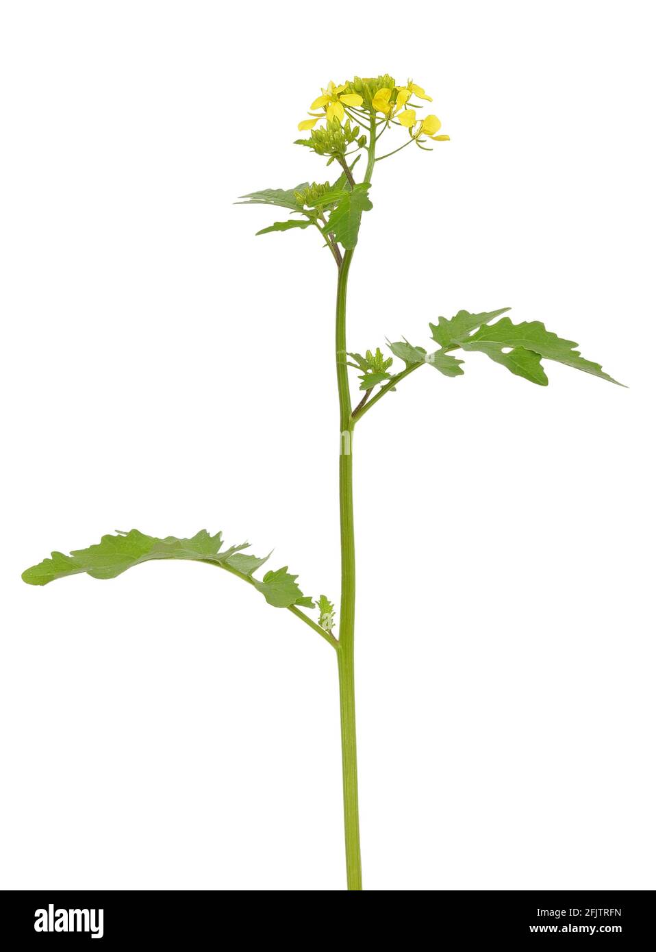 White mustard (Sinapis alba) flower isolated on white background Stock ...