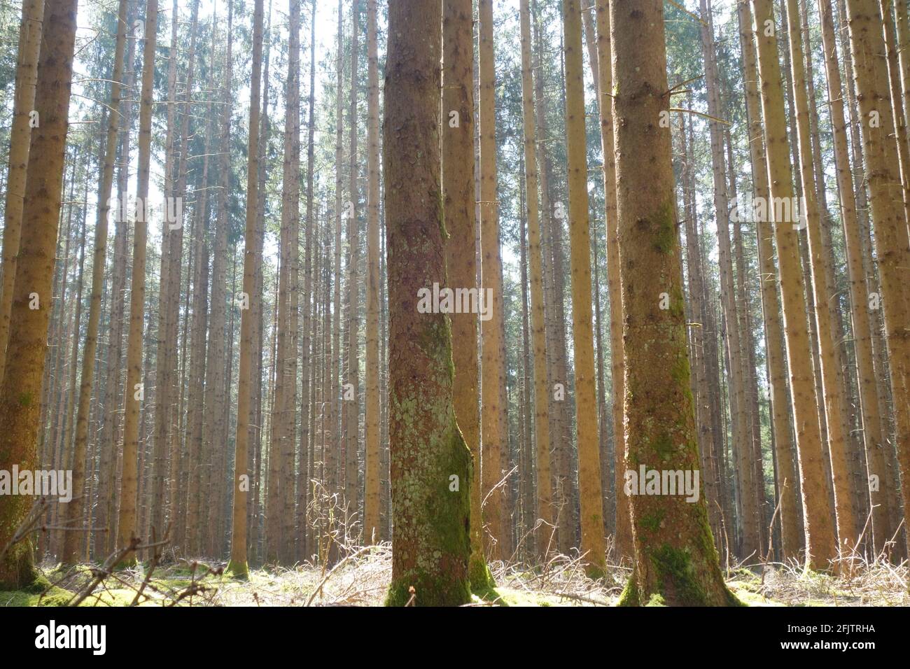 Beautiful background of tree trunks in the forest Stock Photo - Alamy