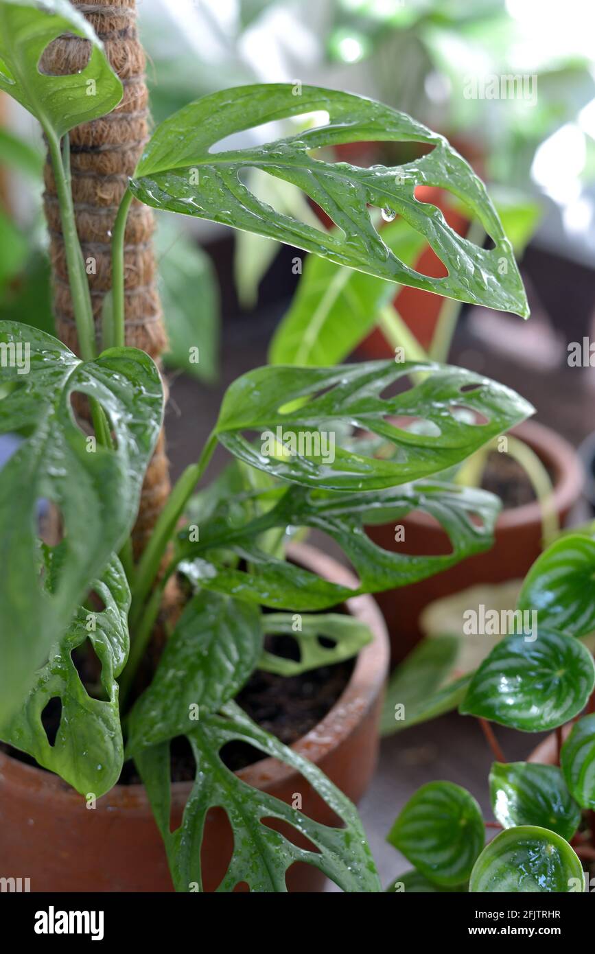 the beauty of Janda bolong, monstera adansonii leaf in a pot Stock ...