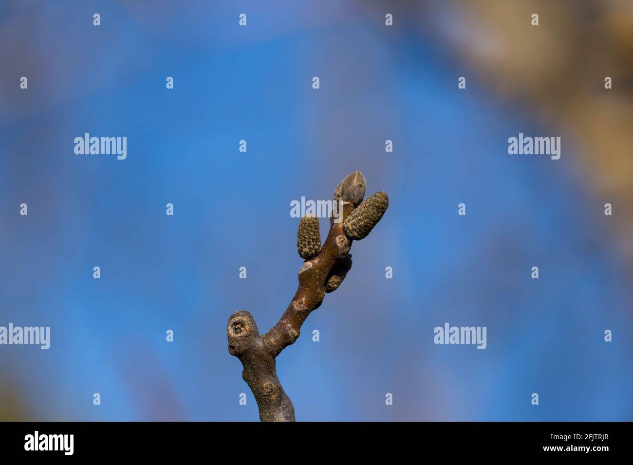 Buds Of Walnut High Resolution Stock Photography and Images - Alamy