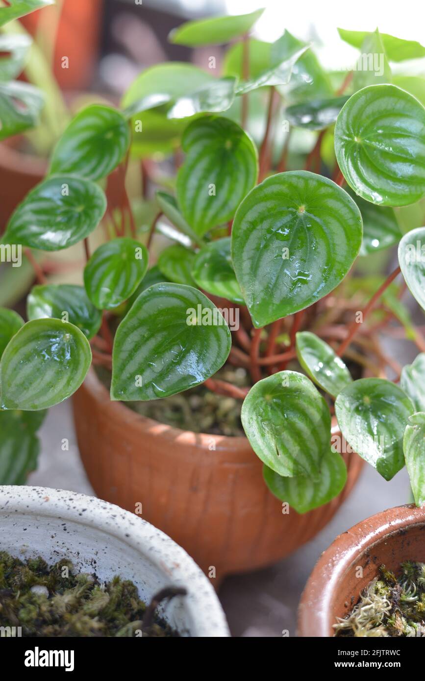 Indoor plant, Peperomia Watermelon plant in a pot Stock Photo - Alamy