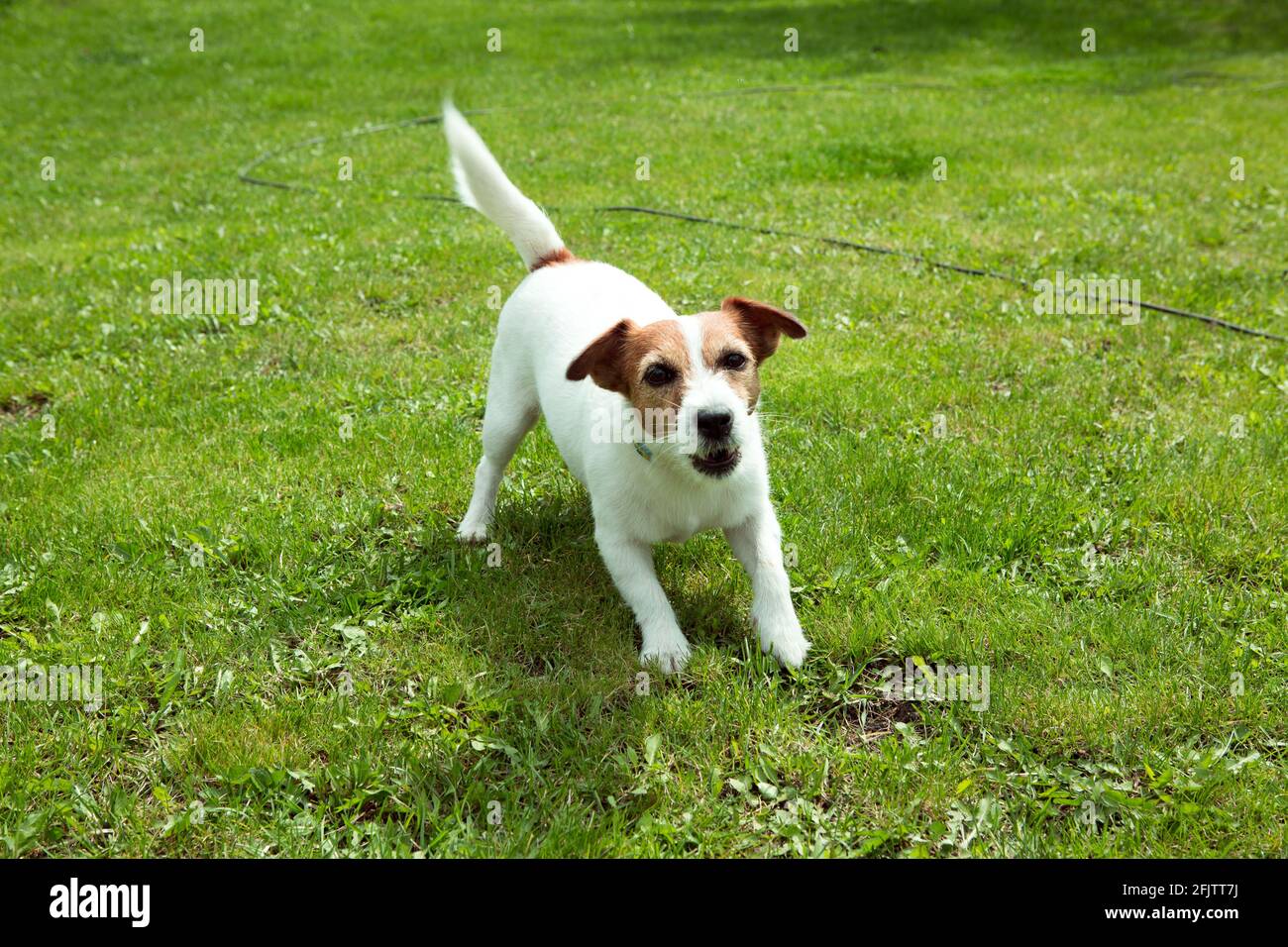 Puppy on the run hi-res stock photography and images - Alamy