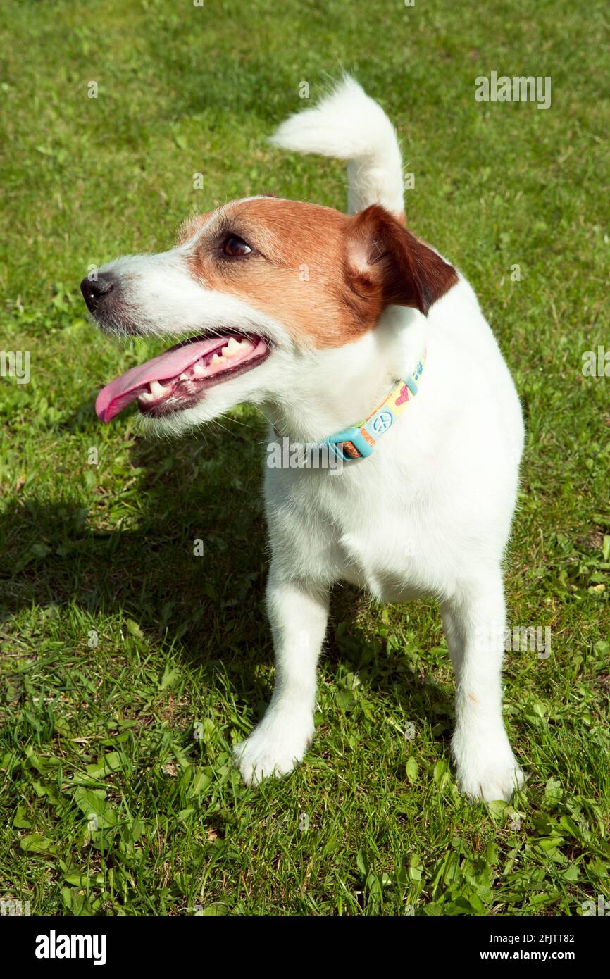 Happy Active Dog 4 Easy Ways To Make Your Dog Happy | Tug E Nuff