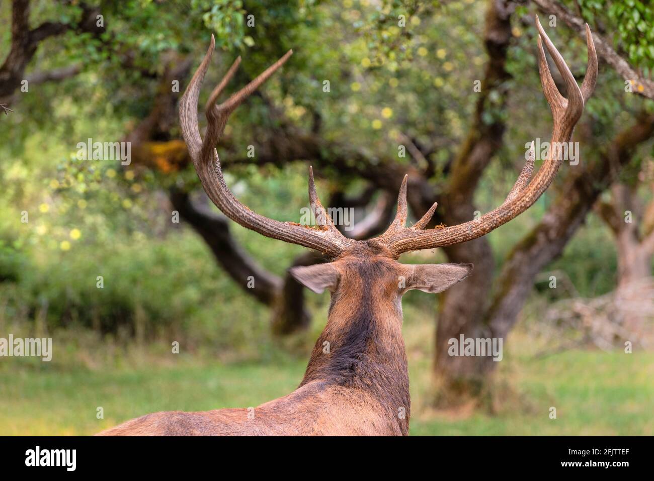 A magnificent male deer is eating in the woods Stock Photo - Alamy