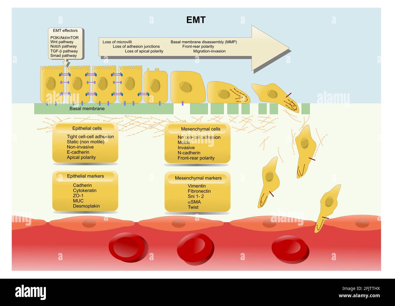 Epithelial mesenchymal transition hi-res stock photography and images ...