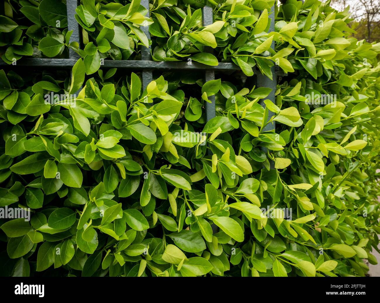 Ragged leaf shape hi-res stock photography and images - Alamy