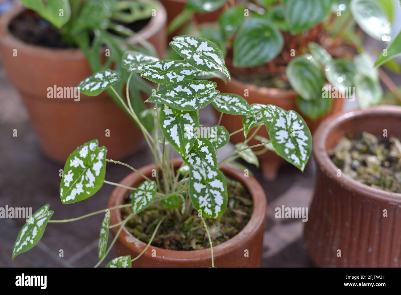 Caladium Humboldtii plant, tiny and beautifull, terracota pot, isloated ...