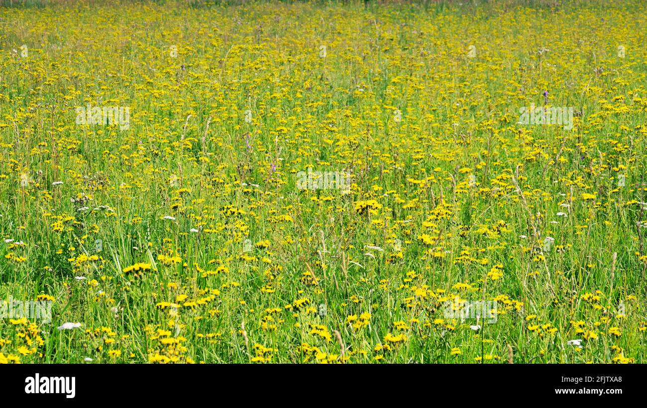 Abandoned fields (long term fallow) are heavily overgrown with weeds ...
