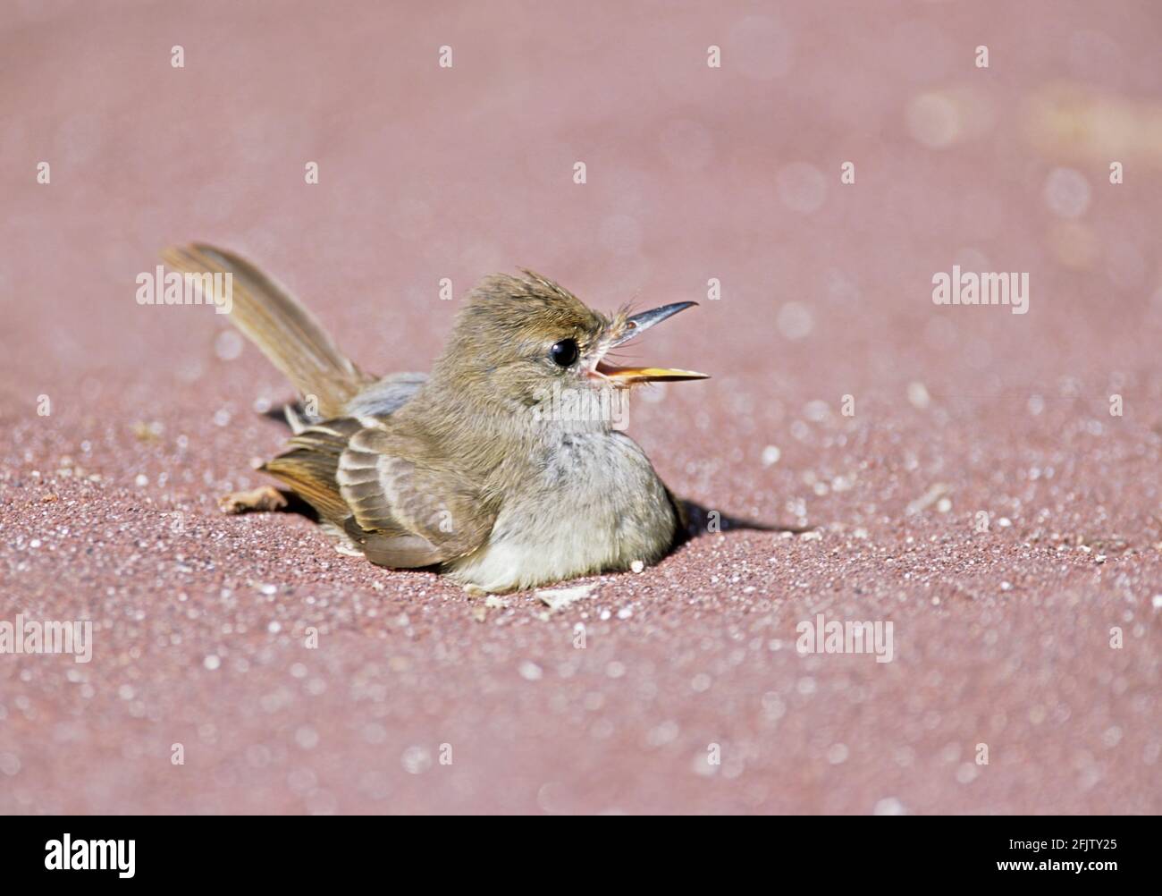 Galapagos Flycatcher Myriarchus magnirostris Santa Cruz, Galapagos ...