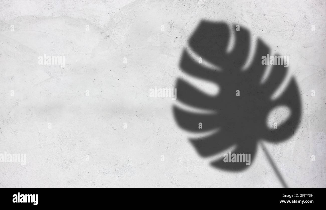 shadow of monstera leaves on cement wall background Stock Photo - Alamy