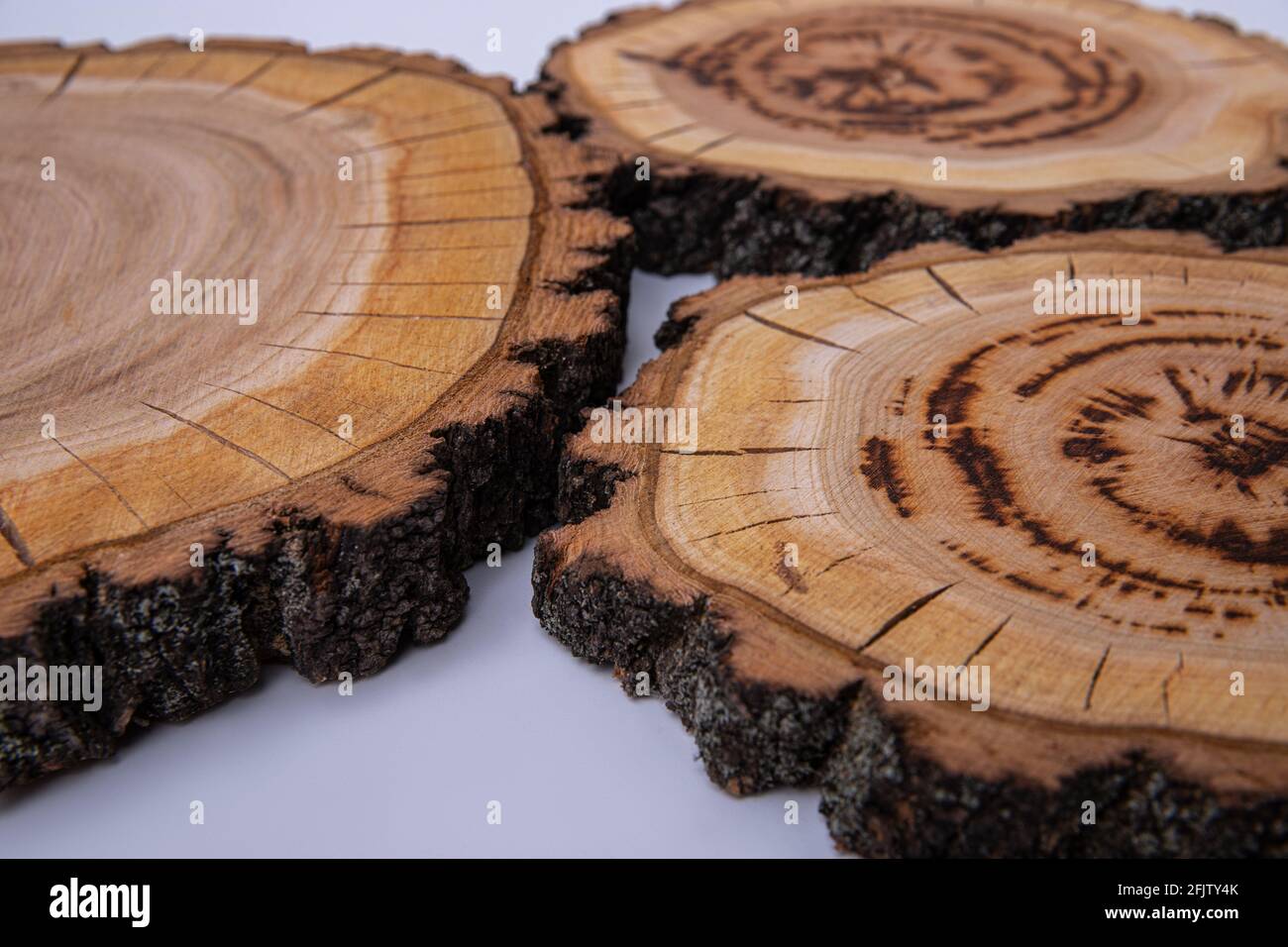 Cross section of the tree. Tree structure. Large circular piece of wood ...