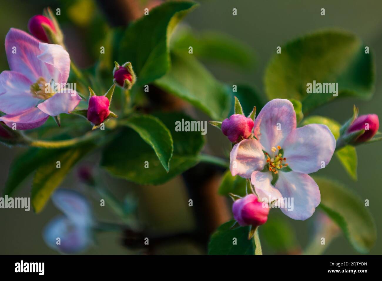 Apple tree bloosom on a background , spring time Stock Photo - Alamy