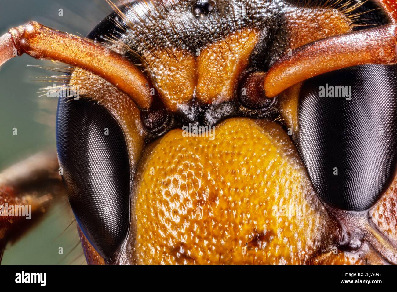 Micro shot of hornet insect. Top margin of the head and part of head ...