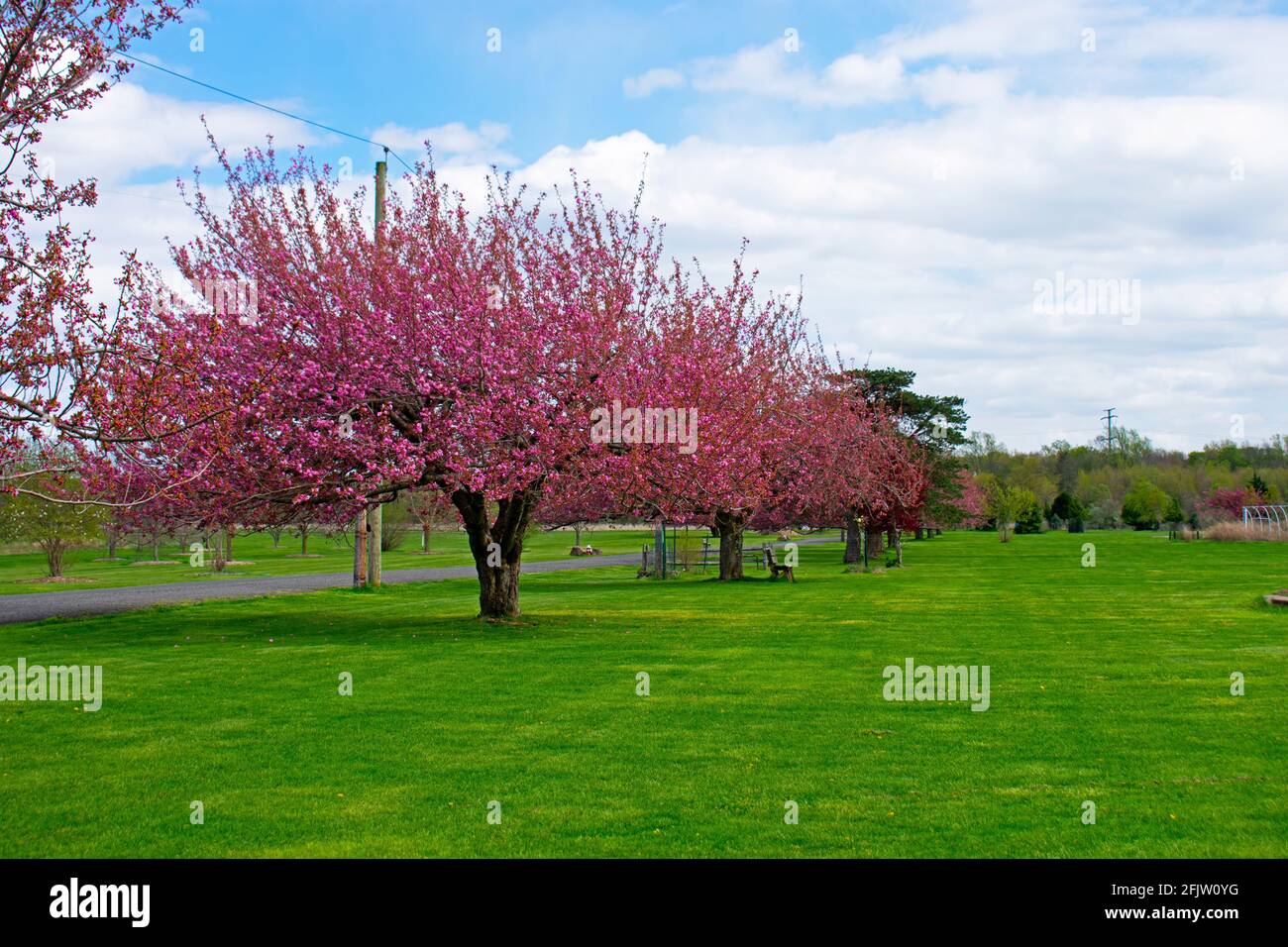 Row of cherry blossom trees hi-res stock photography and images - Alamy