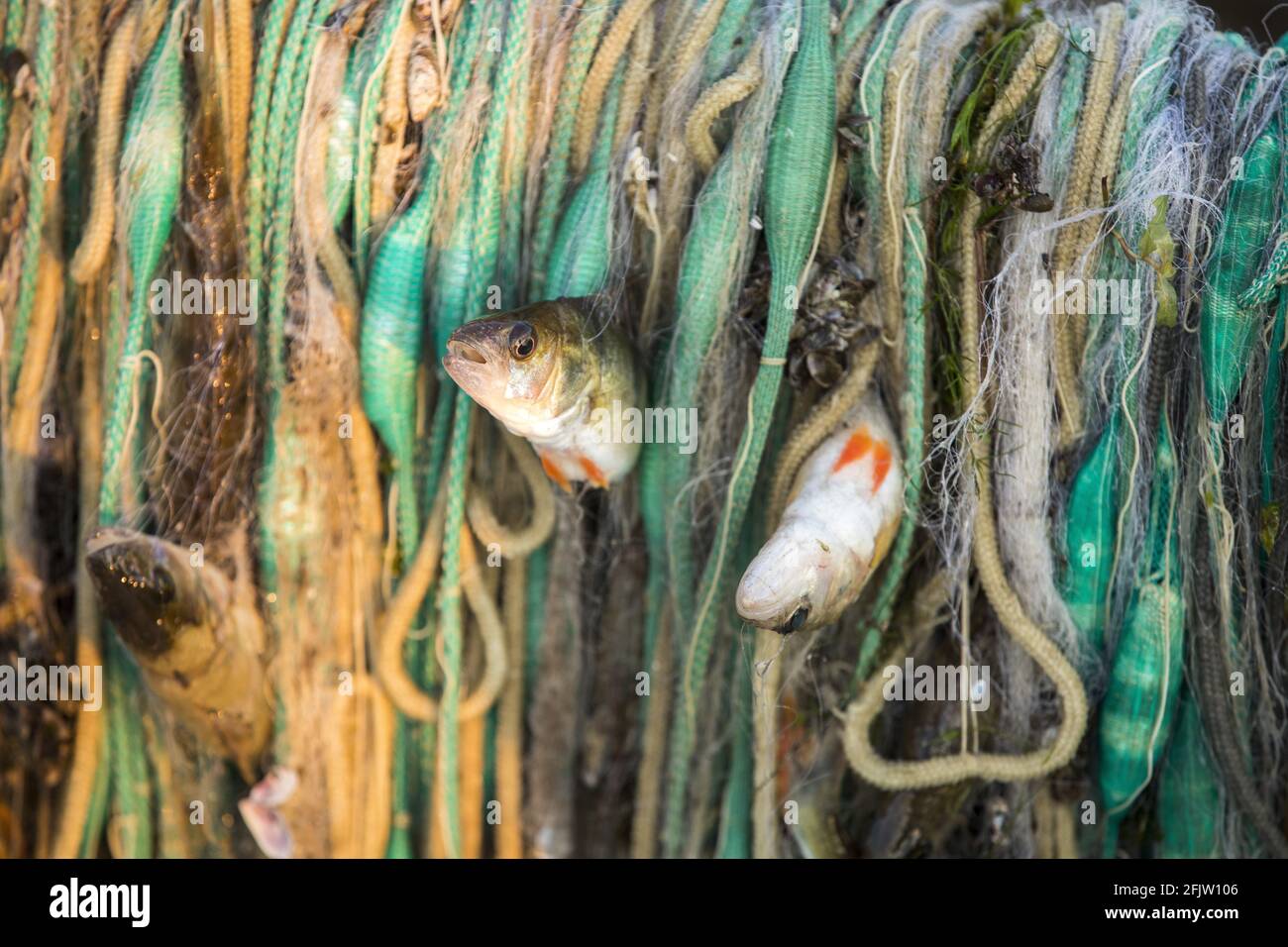 Fera fish hi-res stock photography and images - Alamy