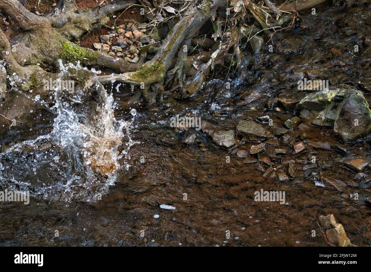 Running water in the woods hi-res stock photography and images - Alamy