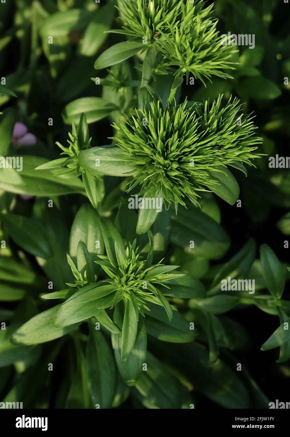 Dianthus japonicus hi-res stock photography and images - Alamy