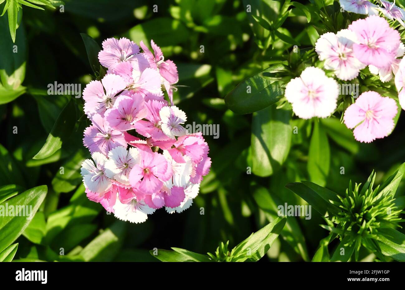 Beautiful Flower, Lovely White Dianthus Japonicus Flowers in A Garden ...