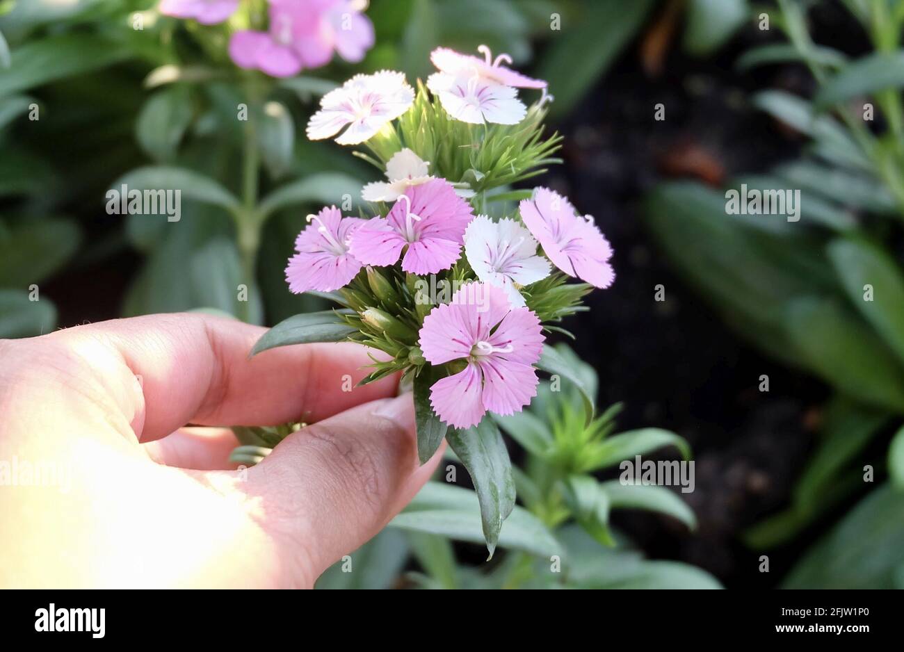 Dianthus japonicus hi-res stock photography and images - Alamy