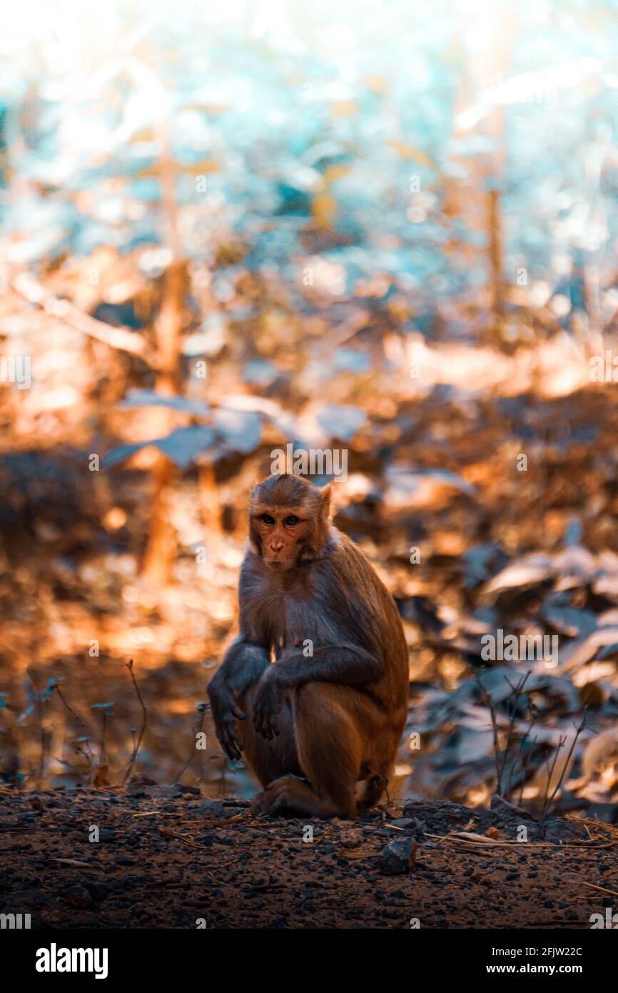 Selective focus shot of a cute monkey sitting on the ground in an ...