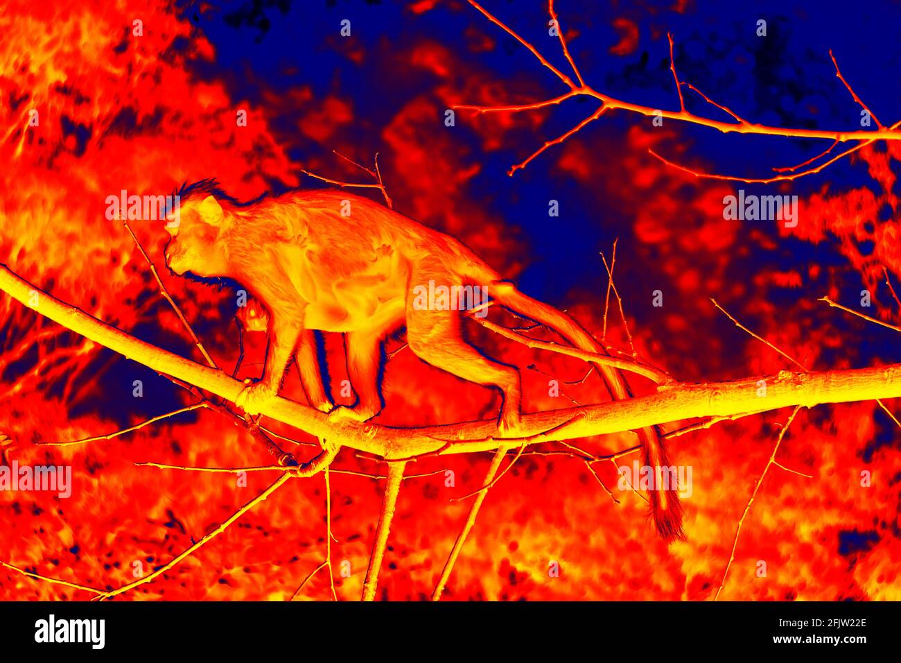 Monkey in scientific high-tech thermal imager on night background Stock ...
