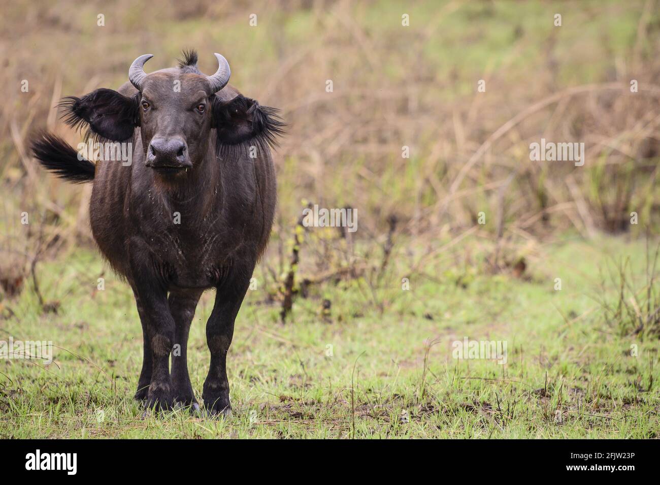 Gabon, Ogooué-Ivindo district, La Lopé, buffalo in La Lopé national ...