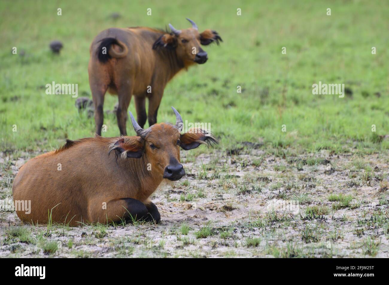 Lopé national park gabon hi-res stock photography and images - Alamy