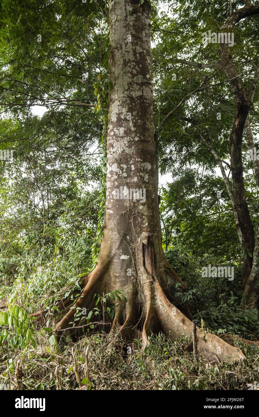 Gabon, moyen Ogoué district, Ndjolé, Samory island, fig tree Stock ...
