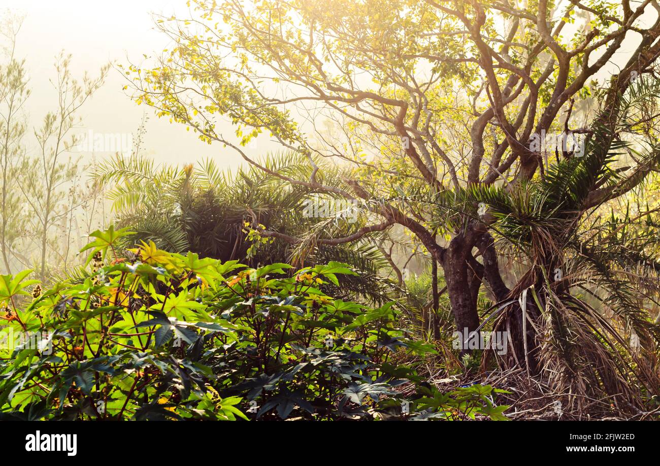 Lively trees hi-res stock photography and images - Alamy