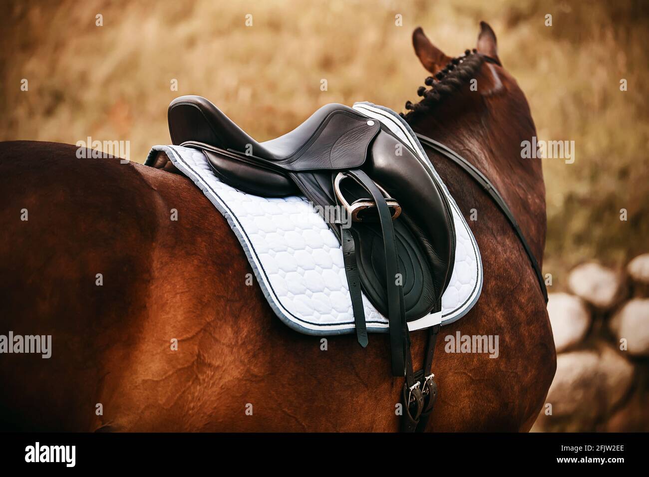 On an autumn day, a rear view of a standing bay horse with a braided ...
